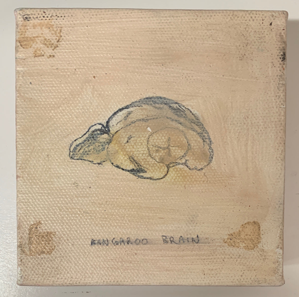 Kangaroo Brain – bG Gallery